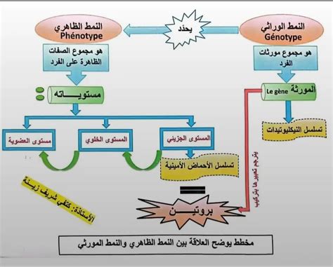Prof Chourouk Prof Chourouk • Instagram Photos And Videos