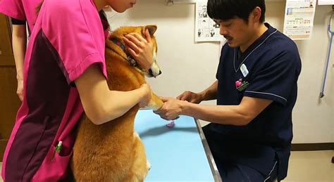 狂犬病ワクチン 松谷琢也のブログ