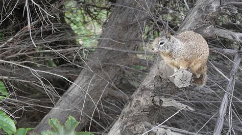 Rodent Behavior Background Images Hd Pictures And Wallpaper For Free