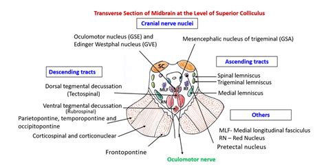 Midbrain Anatomy Anatomy Qa