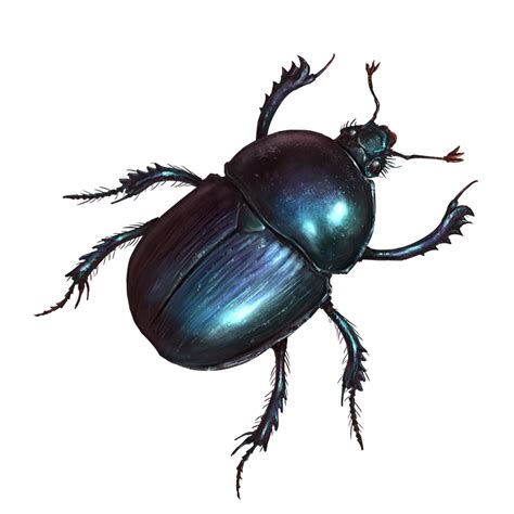 Beetle Official Pathologic Wiki Beetle Official Pathologic Wiki