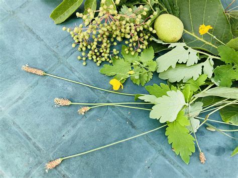 Rast Vlasov Sirup Proti Kašľu či Podpora Imunity Prírodná Lekáreň