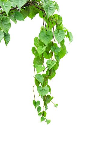 트위스트 정글 포도 나무 리아나 식물 카우 슬립 크리퍼 포도 나무 흰색 배경에 고립 된 하트 모양의 녹색 잎 클리핑 경로 포함 0명에 대한 스톡 사진 및 기타 이미지