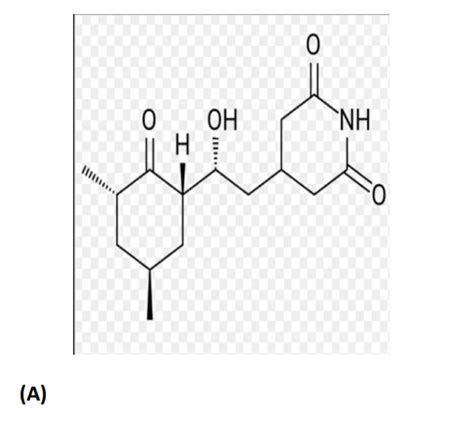 Cycloheximide Blog