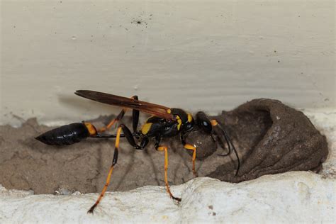 Mud Dauber Nest Builder T Kahler Photography