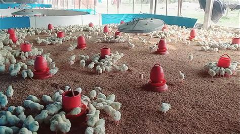 উদ্যোক্তাদের জন্য পরামর্শ ব্রয়লার মুরগি পালন ব্রয়লার মুরগি পালনে খাবারের সঠিক তালিকা ৬১৩