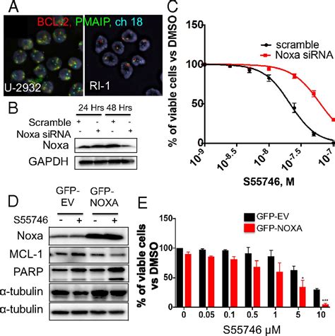 Noxa Genetic Amplification Or Pharmacologic Induction Primes Lymphoma