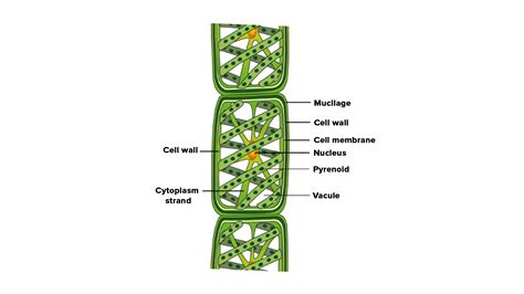 Draw A Neat Diagram Of Spirogyra And Label The Cell Wall