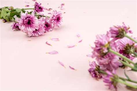 596 국화 꽃 무료 다운로드 사진 그림 및 배경 이미지 Pngtree