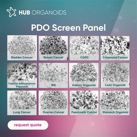 Hub Organoids For Drug Screening