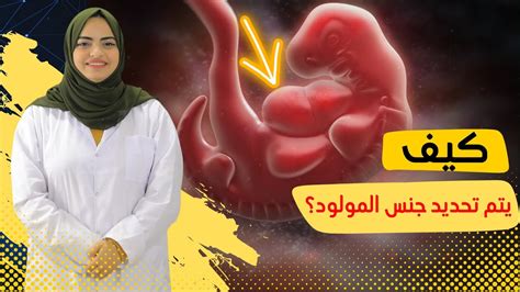 كيفية تحديد جنس المولود قبل الحمل وكيف يتم التحديد زراعة الأجنة Youtube