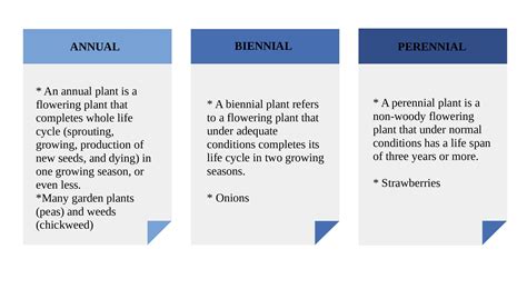 Biennial Plants Life Cycle