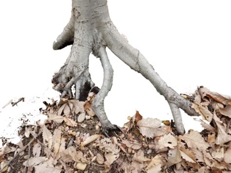 Tree Trunk Base PNG Transparent Images Free Download Vector Files Pngtree