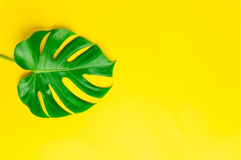 격리 다크 그린 몬스터 큰 잎 필로덴드론 열대 단풍 식물 은 평평한 평신도 여름 녹지 잎 질감 열대 우림 꽃에 대한 클리핑 경로 개념노란색 배경에 야생에서 성장 0명에 대한