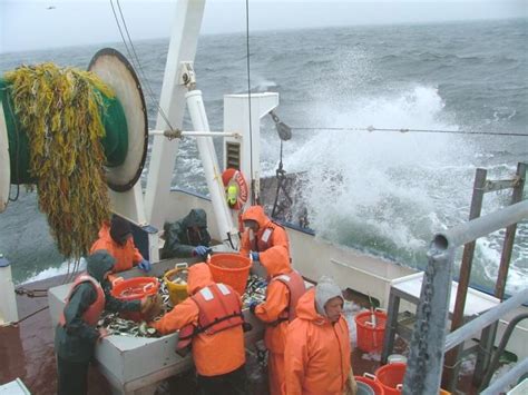 Sorting Fish On The Seawolf Image Eurekalert Science News Releases