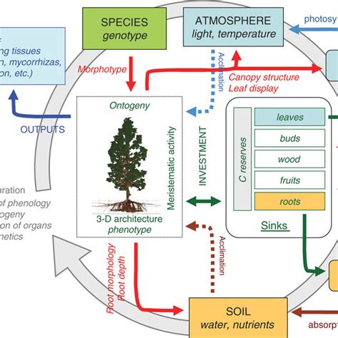 Pdf Plant Growth Modelling And Applications The Increasing Importance Of Plant Architecture