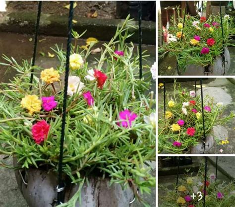 Bunga Jam 9 Pagi 57 Koleksi Gambar