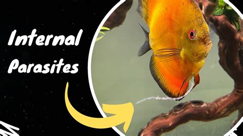 Discus Fish With Tetras At Gustavo Gomez Blog