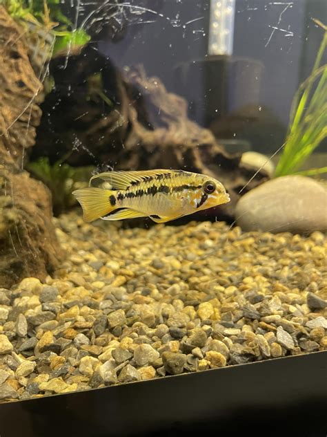 Make Or Female Macmasteri R Apistogramma