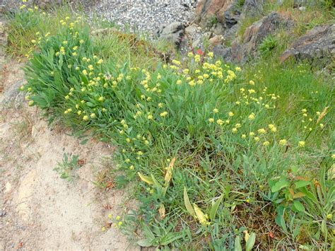 Barestem Biscuitroot Search Native Plant Hub