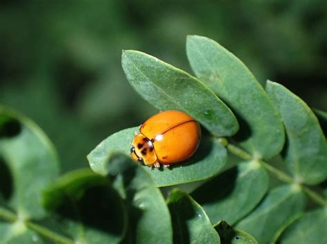 Ladybugs Without Spots Types Pictures Bites And Meanings