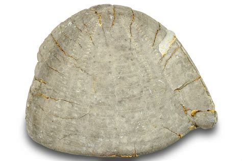 2 7 Cretaceous Echinoid Echinocorys Fossil England 251755 For Sale