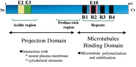 Schematic Representation Of The Functional Domains Of The Longest Tau
