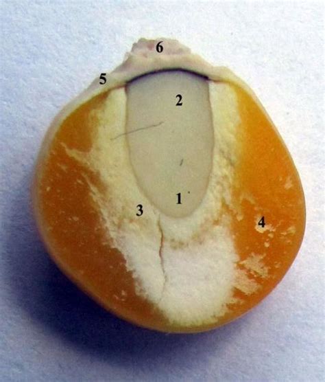 Monocotiledóneas Vs Dicotiledóneas Principal