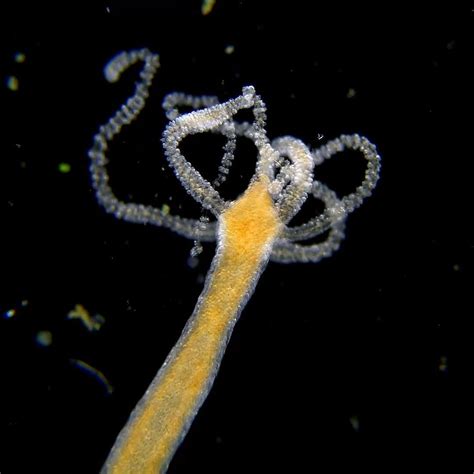 Hydra Microscopic Monday When Prey Hits The Hydras Tentacle A