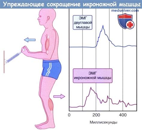 Физиология и функции мозжечка