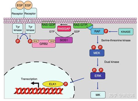经典且复杂的细胞信号通路：ras Raf Mek Erk 知乎