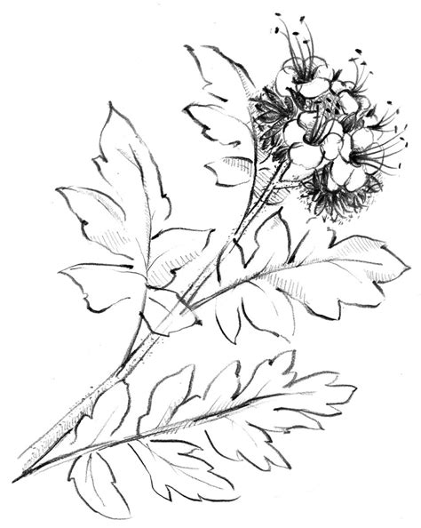 Caterpillar Phacelia La Native Plant Source