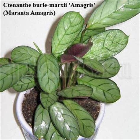 Ктенанта Ctenanthe