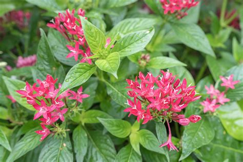 How To Grow And Care For Pentas Like A Pro