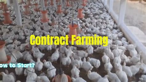 How To Make Broiler Poultry Contract Farming In India
