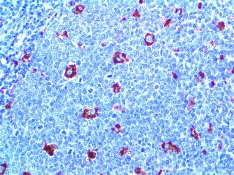 Antibody Species Cross Reactivity Bio Sb