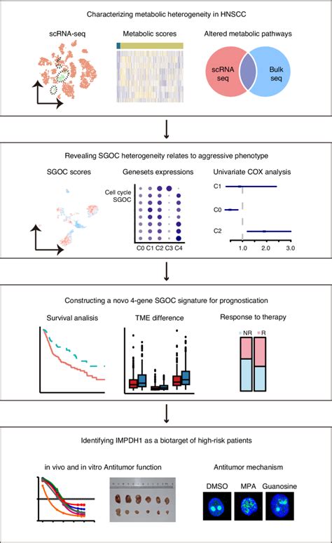 整合单细胞和大量转录组分析揭示了丝氨酸 甘氨酸 一碳代谢的异质性，在 Hnscc 中具有不同的预后和治疗脆弱性 International Journal Of Oral Science