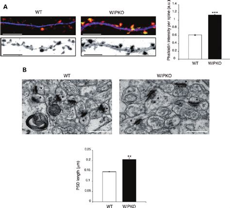 Lack Of Wip Increases F Actin Levels And Size Of Dendritic Spines A