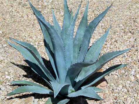 Agave Americana Century Plant World Of Succulents