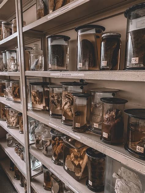 Медицинская эстетика | Медицинская школа, Медицина, Медицинский