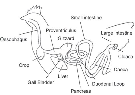 Digestive System ~ Seunojo