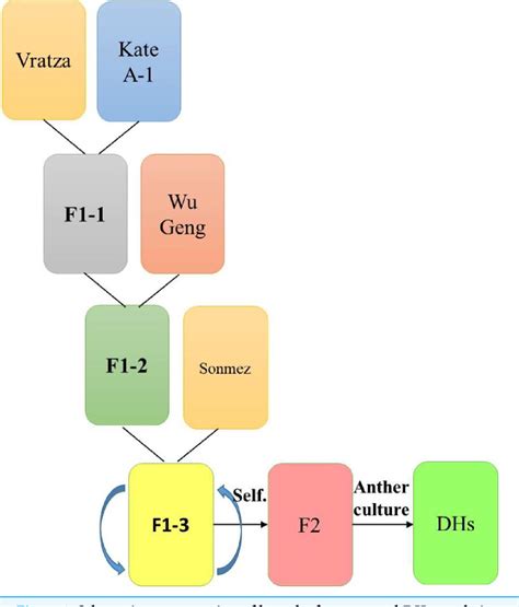 Figure 1 From Phenotypic And Genetic Diversity Of Doubled Haploid Bread Wheat Population And