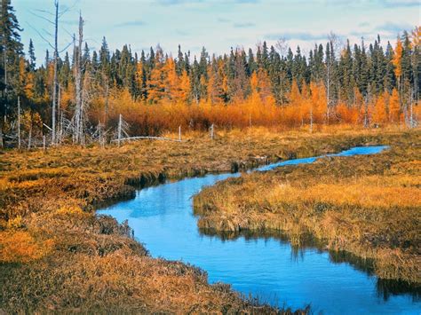 Free Images Landscape Tree Nature Forest Outdoor Marsh