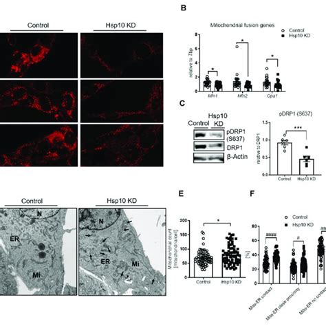 Hypothalamic Hsp10 Kd Increases Pjnk Phosphorylation And Induces