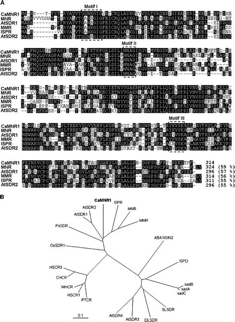 amino acid sequence alignment and phylogenic analysis of camnr1 a download scientific diagram