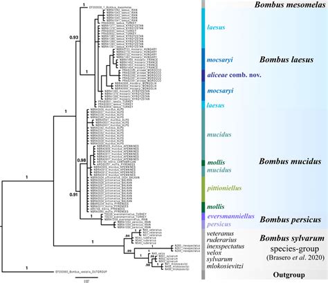 majority rule 50 consensus tree based on bayesian analyses of pepck