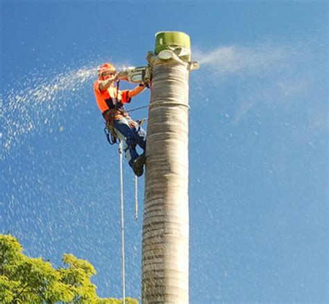 Palm Removal Pruning Treeworx Sunshine Coast