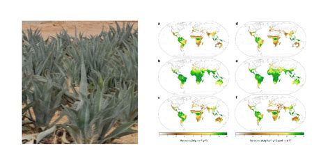 GitHub Cct Datascience Agave Prediction