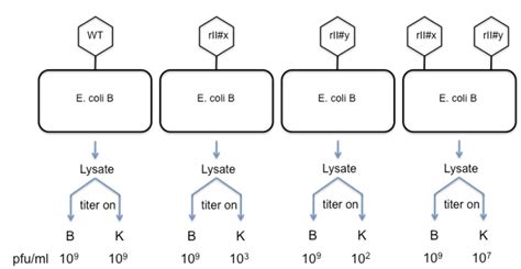 Solved Mutations Rii X And Rii Y Are Separated By How Many Chegg Com