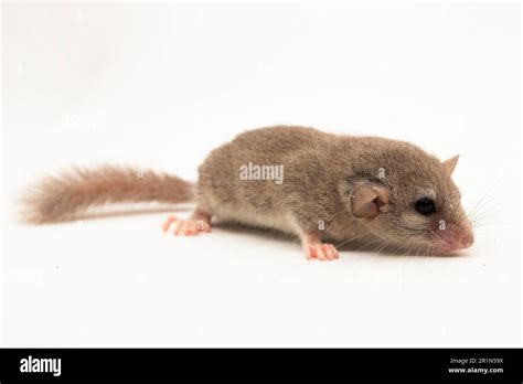 The Woodland Dormouse Graphiurus Murinus African Pygmy Dormouse Isolated On White Background